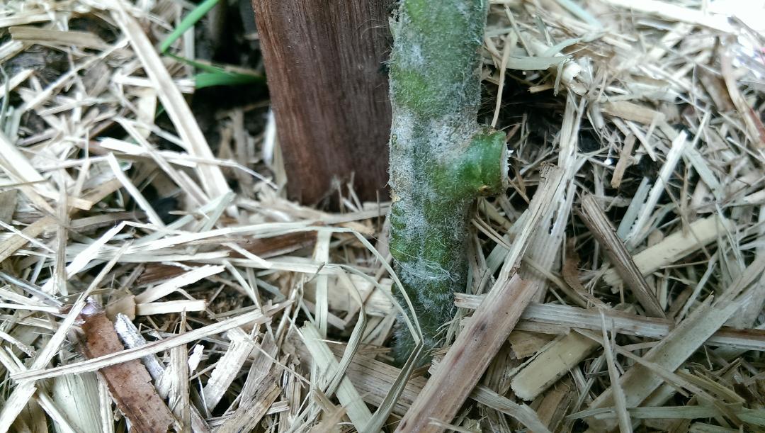 8 Causes of a Dying Rosemary Plant (and How to Fix it)