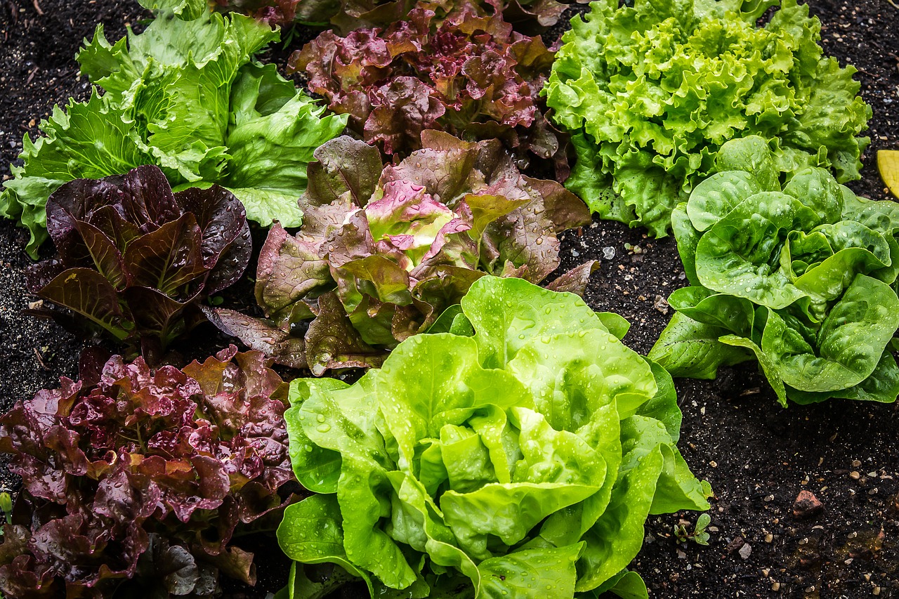 10 Lettuce Pests (And How to Get Rid of Them!) - Plant Food At Home