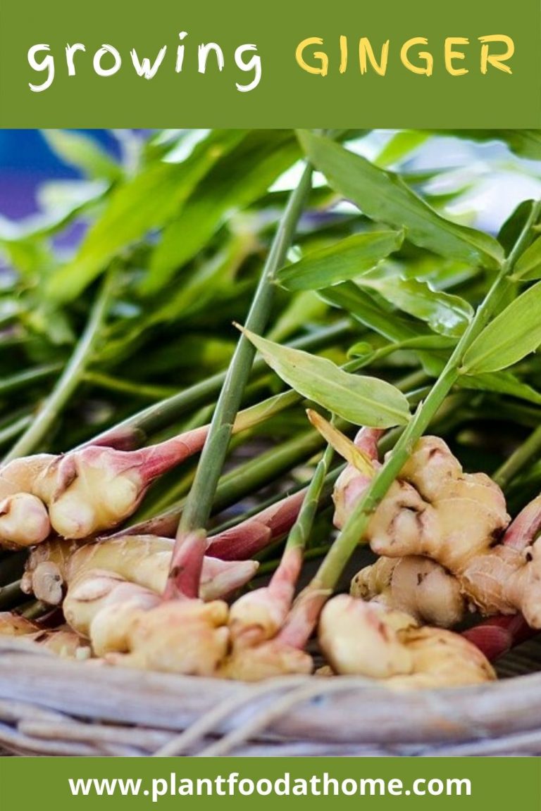 How To Grow Ginger: Guide To Growing Ginger At Home