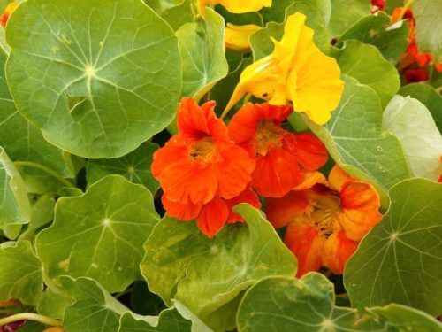 How to Grow Nasturtium in the Vegetable Garden