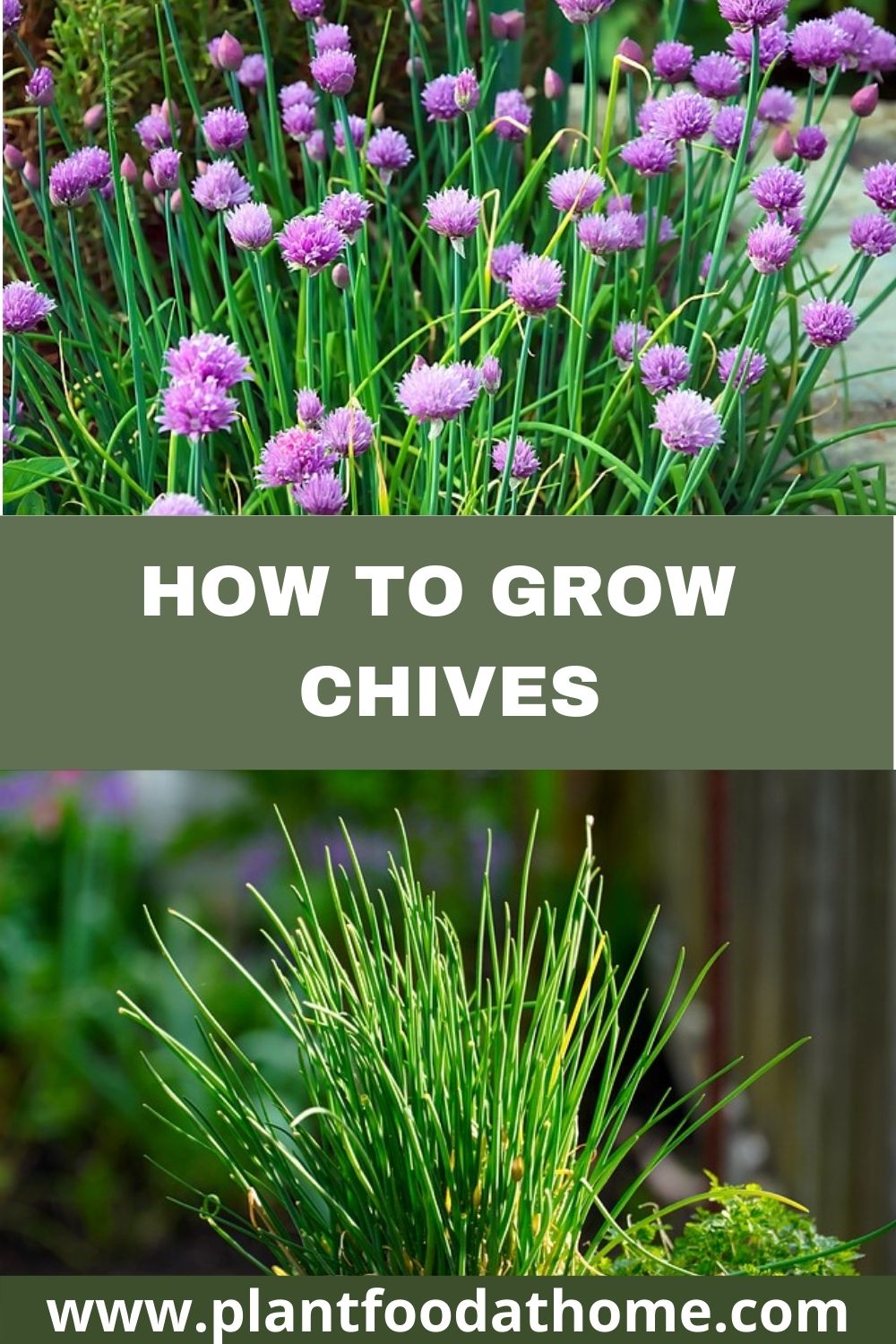 How to Grow Chives in Your Herb Garden | Plant Food At Home