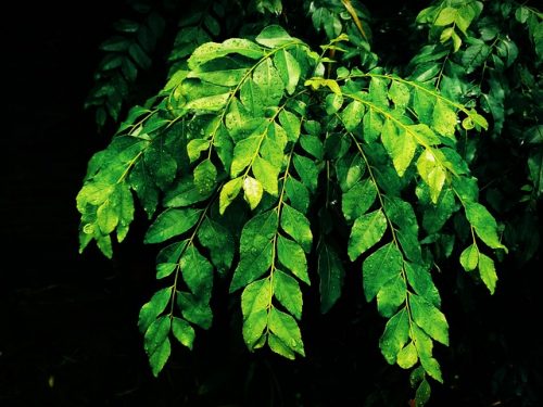 Curry Leaf Plant: Growing, Caring and Eating Curry Leaves