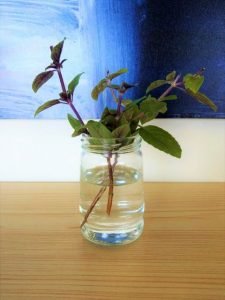 Growing African Blue Basil: Plant Profile and Propagating