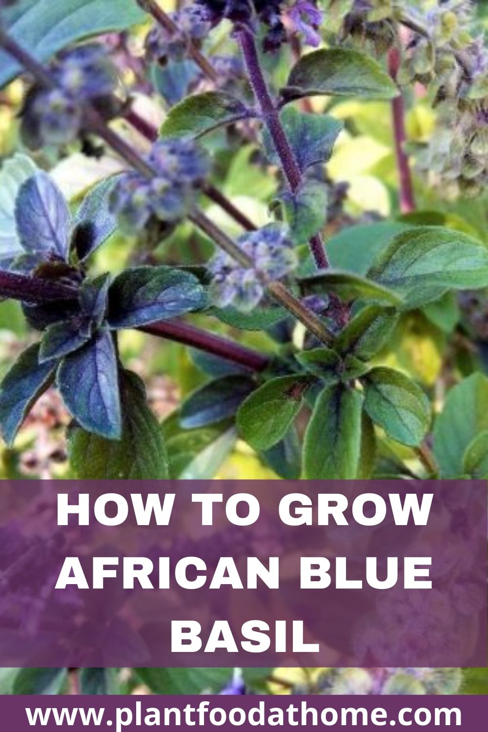 Growing African Blue Basil: Plant Profile and Propagating
