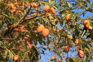 How to Grow a Persimmon Tree for Delicious Persimmon Fruit