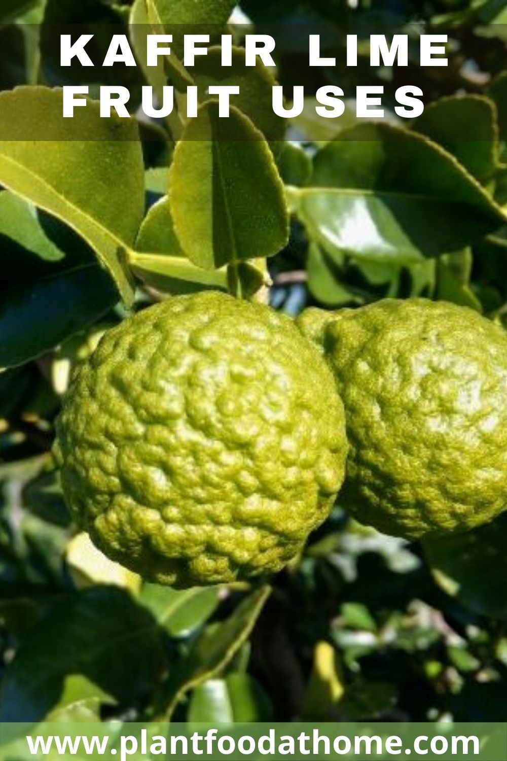 Kaffir Lime Fruit Uses In The Kitchen And Home - Plant Food At Home