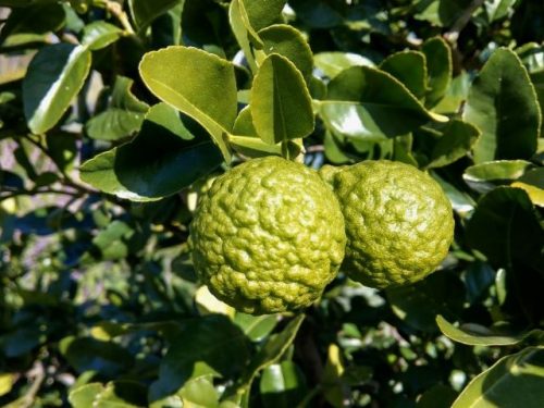 Kaffir Lime Fruit Uses In The Kitchen And Home - Plant Food At Home