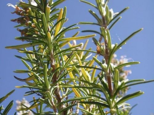 Can You Eat Rosemary With Yellow Spots? (Answered!)