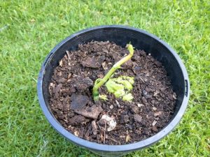 How to Grow Chayote Squash (Choko) - the easy way!