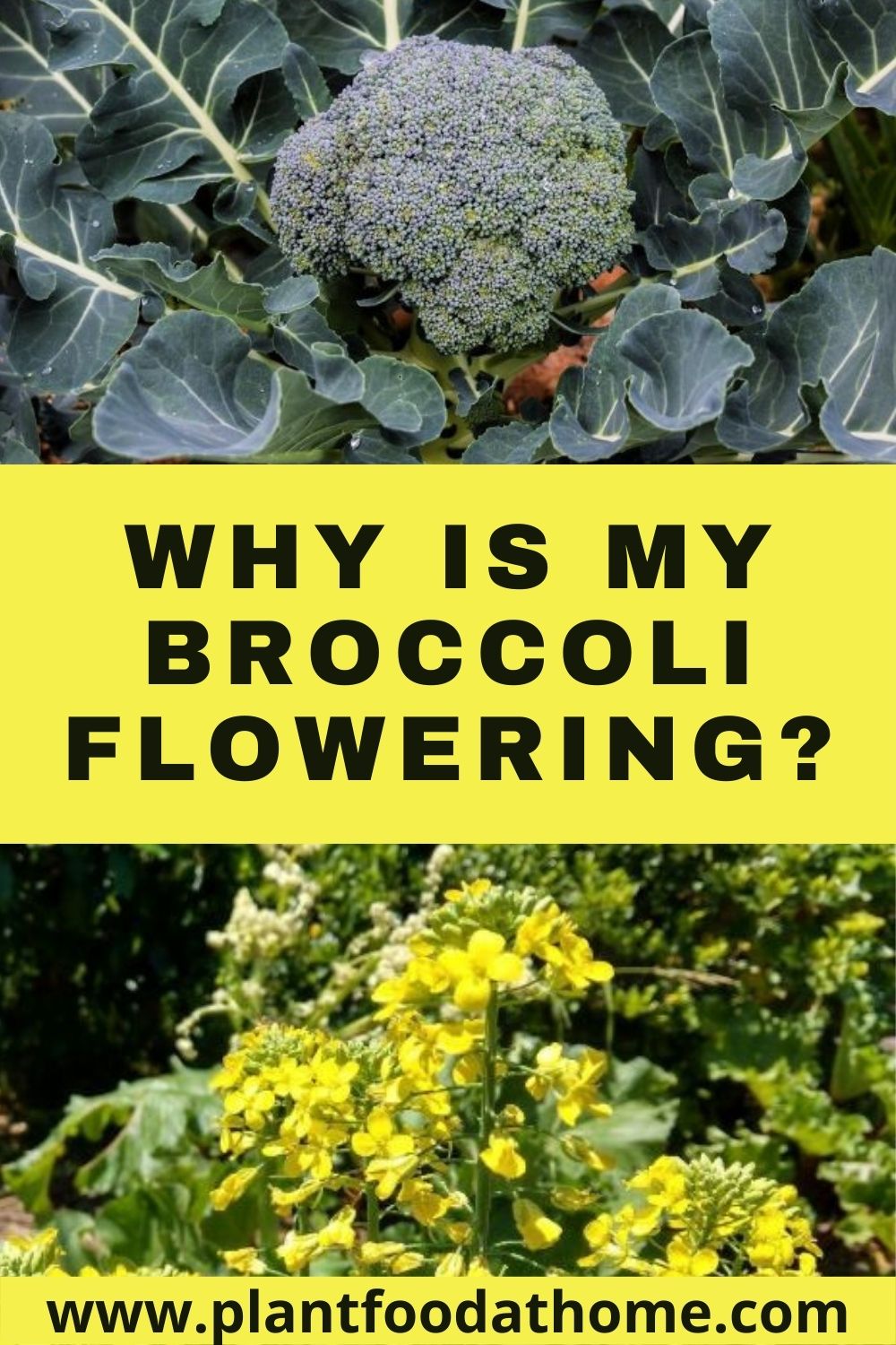 Why Is My Broccoli Flowering? Causes and Solutions!
