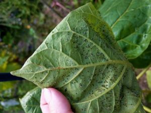 Tree Tomato: Tamarillo Tree Leaves Turning Yellow (Causes And Solutions)