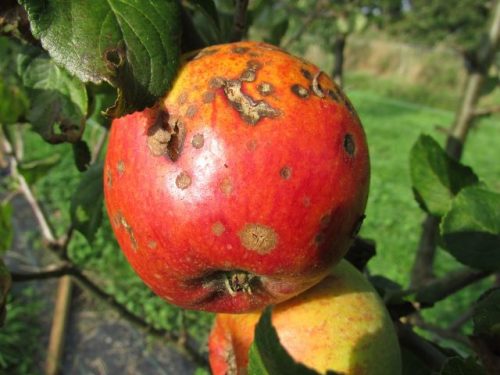 Can You Eat Apples With Brown Spots? Answered!