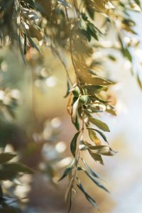 Why Is My Olive Tree Dying? Causes and Solutions - Plant Food At Home