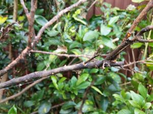 Why Is My Lime Tree Dying? Causes and Solutions - Plant Food At Home