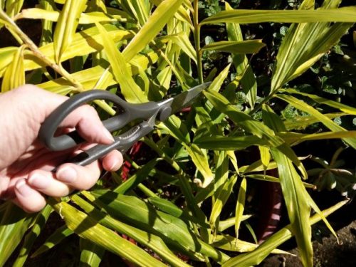 Are Ginger Leaves Edible? (And how to eat them!) - Plant Food At Home