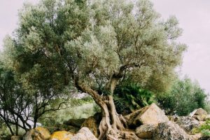 Why Is My Olive Tree Dying? Causes and Solutions - Plant Food At Home