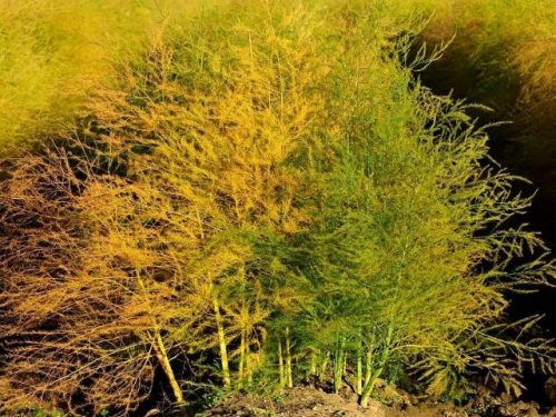 Why Is My Asparagus Dying? Causes and Solutions - Plant Food At Home