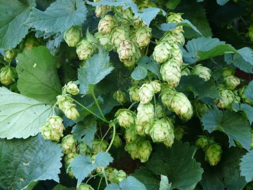 Eating Hops And Uses Beyond Beer - Plant Food At Home