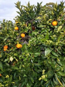 Why Are My Oranges So Small? Causes and Solutions