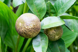 Lemon Tree Dying? 7 Causes and Solutions!