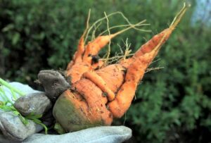A Twisted Tale: 8 Causes of Deformed Carrots with Solutions