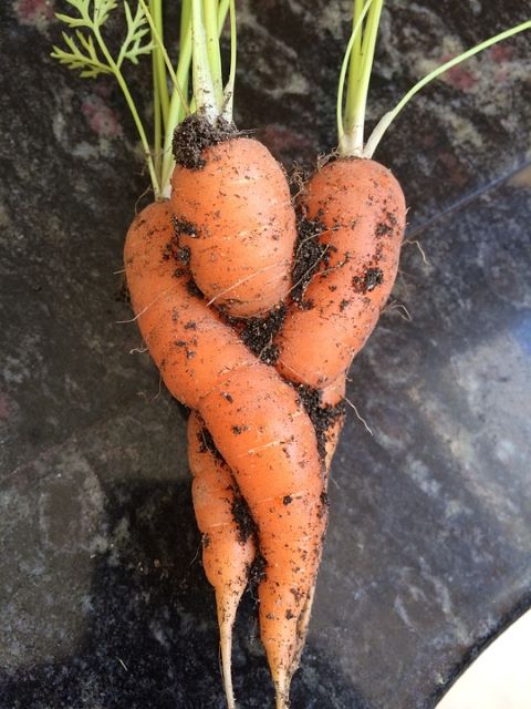A Twisted Tale: 8 Causes of Deformed Carrots with Solutions