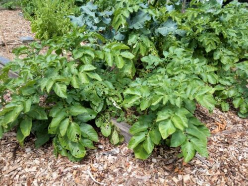 7 Pests That Eat Potato Leaves And How To Get Rid Of Them