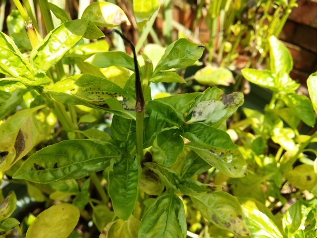 7 Reasons Basil Leaves Turn Yellow - With Solutions!