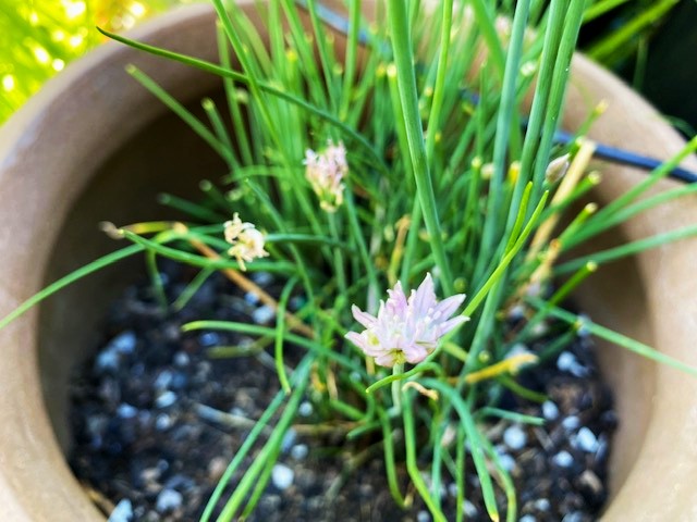 Dying Chives? 6 Common Causes with Solutions