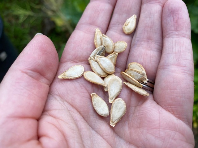 The 7 Growth Stages of a Pumpkin: From Seed to Harvest - Plant Food At Home