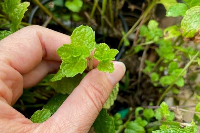 Small Mint Leaves? Find Out Why with Solutions!