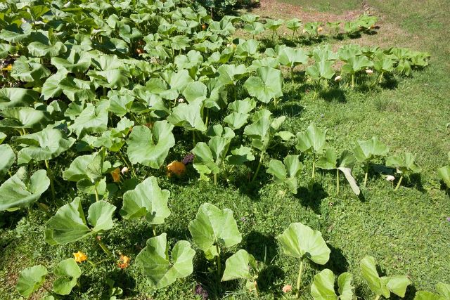 The 7 Growth Stages of a Pumpkin: From Seed to Harvest - Plant Food At Home