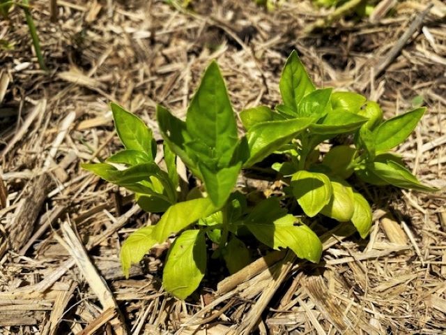 7 Reasons Basil Leaves Turn Yellow - With Solutions!