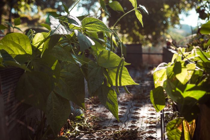7 Reasons Why Your Green Bean Plants Are Turning Yellow