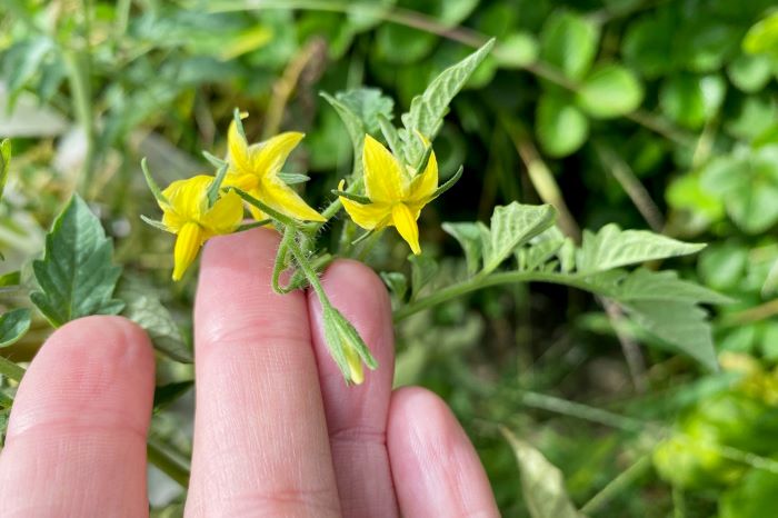 Tomatoes Flowering But Not Producing Fruit? Causes and Solutions