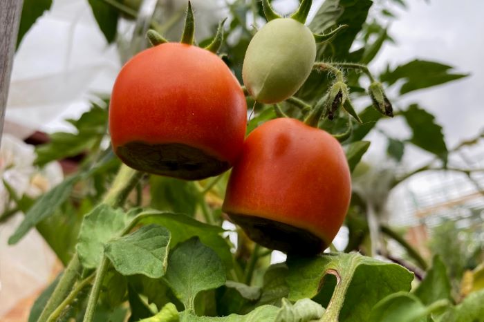 Tomatoes Rotting at the Bottom? (Blossom End Rot Explained)