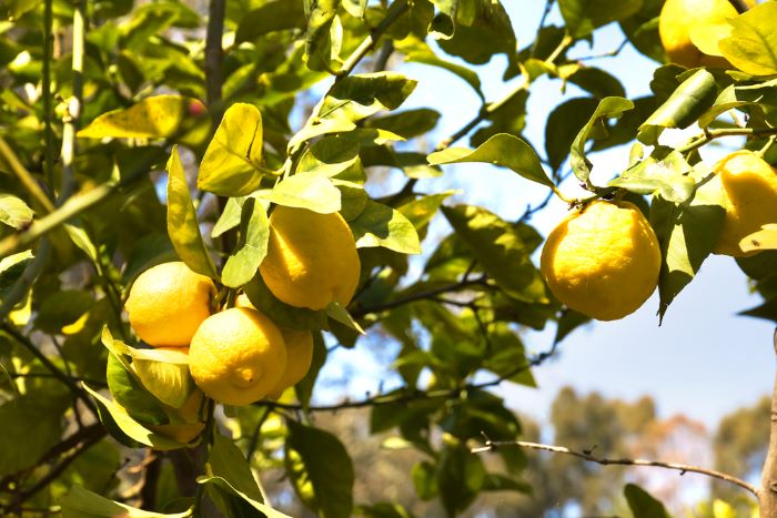 Lemon Tree Dying? 7 Causes and Solutions!