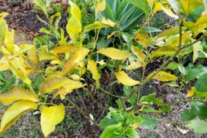 Lemon Tree Dying? 7 Causes and Solutions!