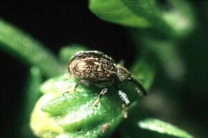 7 Bell Pepper Pests and How to Get Rid of Them - Plant Food At Home