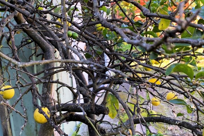 Lemon Tree Dying? 7 Causes and Solutions!