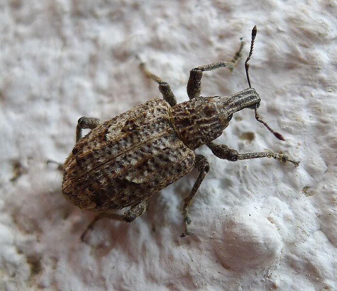 10 Lettuce Pests (And How to Get Rid of Them!) - Plant Food At Home