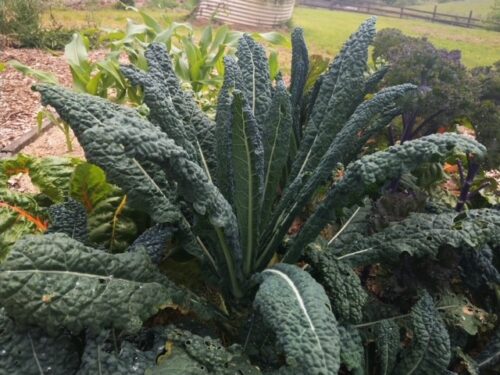 8 Kale Pests (And How to Get Rid of Them!) - Plant Food At Home