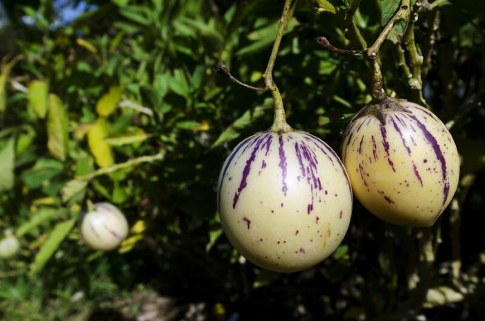 Pepino Melon: How To Grow The Plant And Eat The Fruit