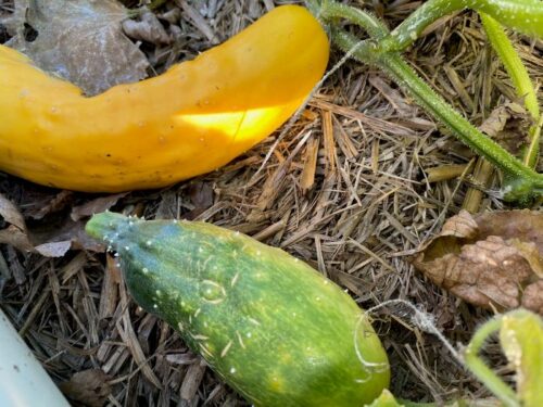 7 Reasons Why Your Cucumbers Are Turning Yellow - Plant Food At Home