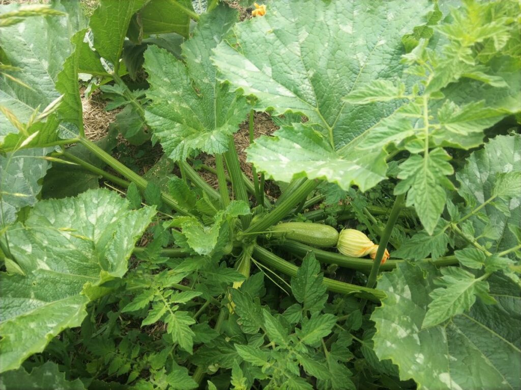 11 Zucchini Pests (And How to Get Rid of Them!) - Plant Food At Home