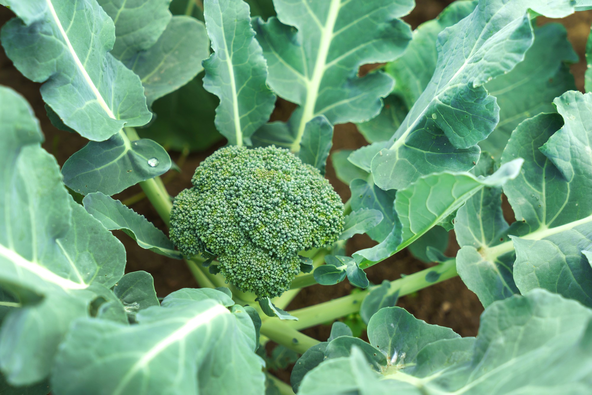 Broccoli - Plant Food At Home