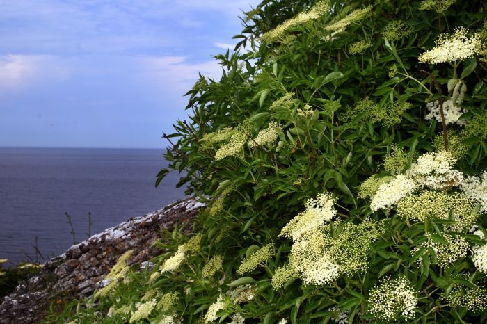 Elderflower: What it Tastes Like and How To Use Them - Plant Food At Home