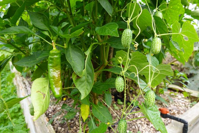 Growing Cucamelons: Planting, Caring and Harvesting Cucamelon
