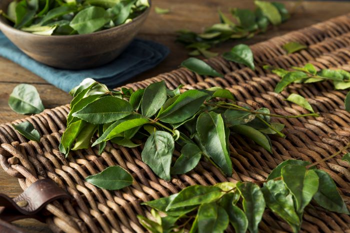 Curry Leaf Plant: Growing, Caring and Eating Curry Leaves